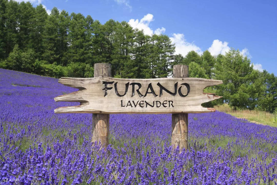 [Tur Hokkaido Sehari] Ladang Bunga Furano, Kolam Biru Biei, Bukit ...